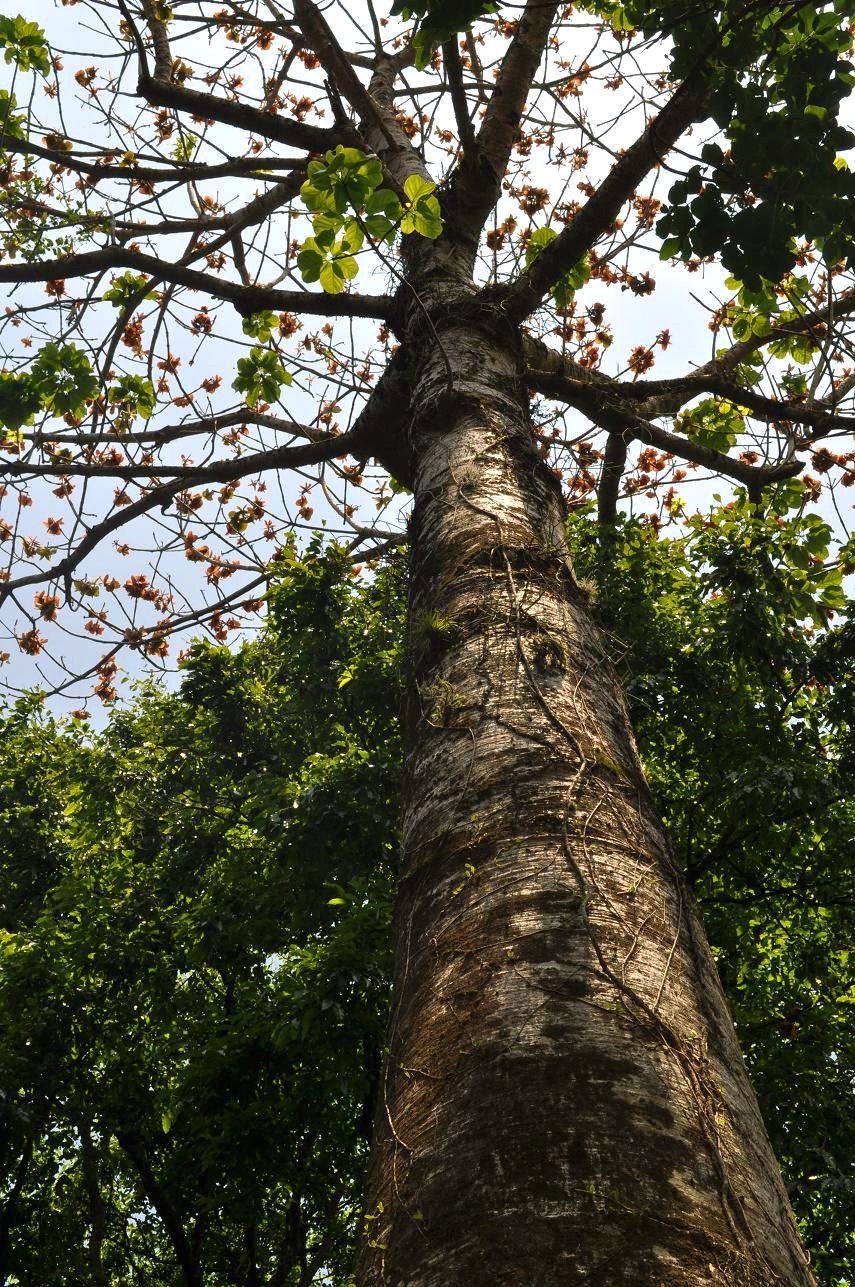 Rio de Janeiro Botanical Gardens (Brazil)