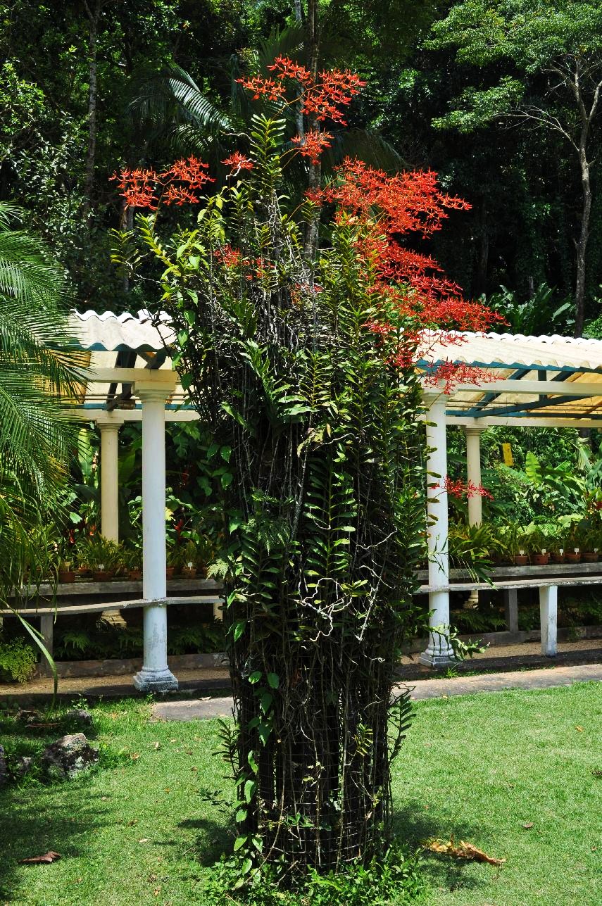 Rio de Janeiro Botanical Gardens (Brazil)