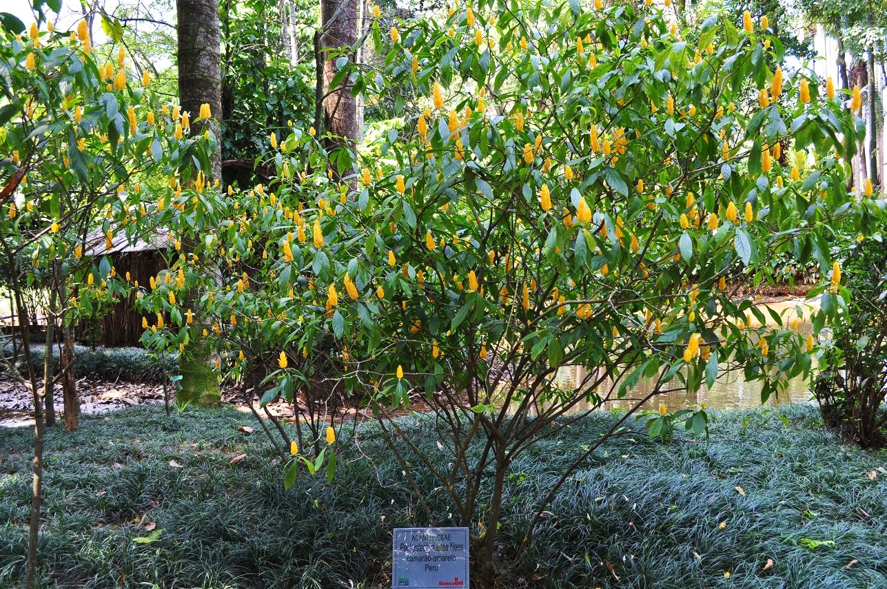 Rio de Janeiro Botanical Gardens (Brazil)